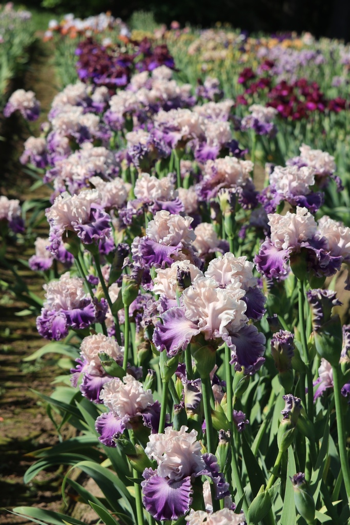 Private Party | Mid-America Garden